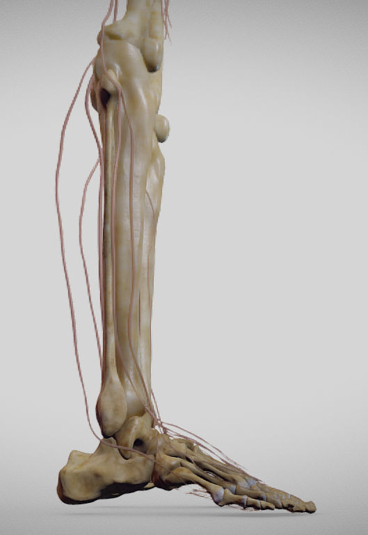 3D model Lower Limb skeleton and nerves VR / AR / low-poly | CGTrader