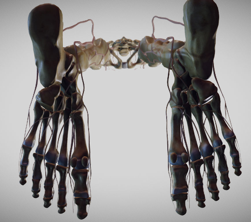3D model Lower Limb skeleton and nerves VR / AR / low-poly | CGTrader