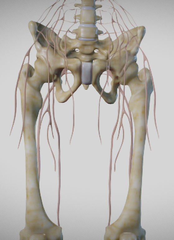 3D model Lower Limb skeleton and nerves VR / AR / low-poly | CGTrader