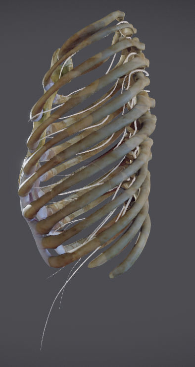 3D model Ribcage with Thoracic nerves VR / AR / low-poly | CGTrader
