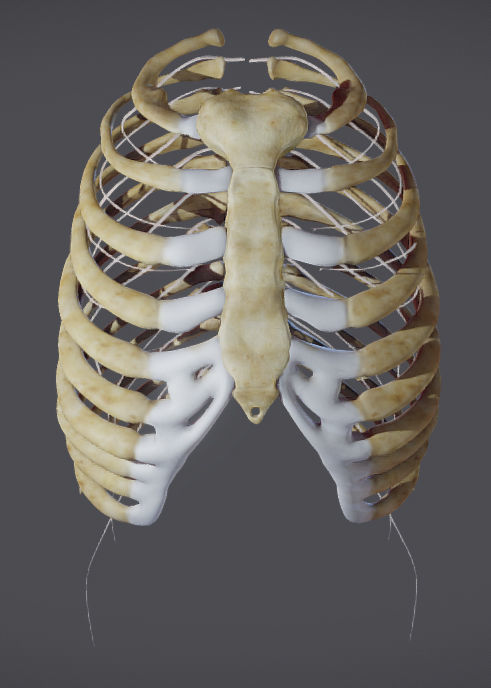 3D model Ribcage with Thoracic nerves VR / AR / low-poly | CGTrader