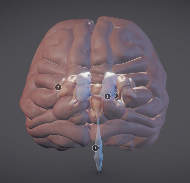 3D model The Brain and brain nuclei VR / AR / low-poly | CGTrader