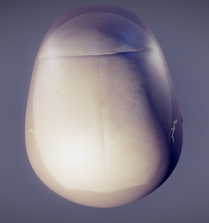 3D model Head Skull Cranial Nerves VR / AR / low-poly | CGTrader