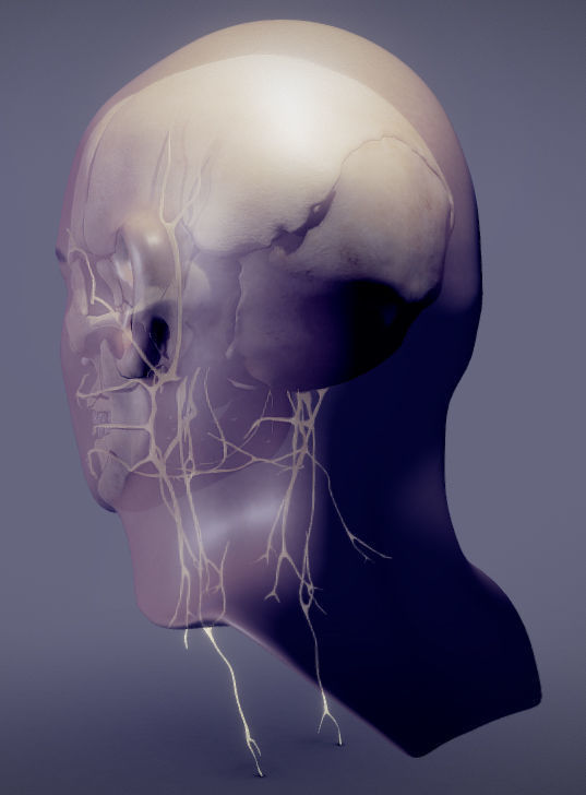 3D model Head Skull Cranial Nerves VR / AR / low-poly | CGTrader