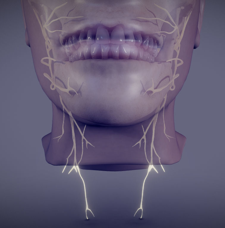 3D model Head Skull Cranial Nerves VR / AR / low-poly | CGTrader