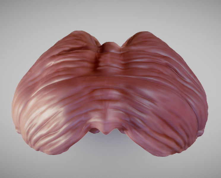 3D model Cerebellum human brain VR / AR / low-poly | CGTrader