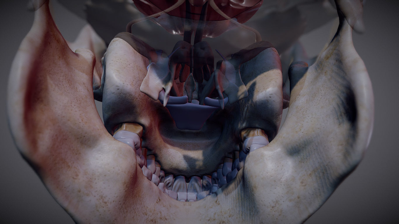 3D model The Brain inside the Skull VR / AR / low-poly | CGTrader