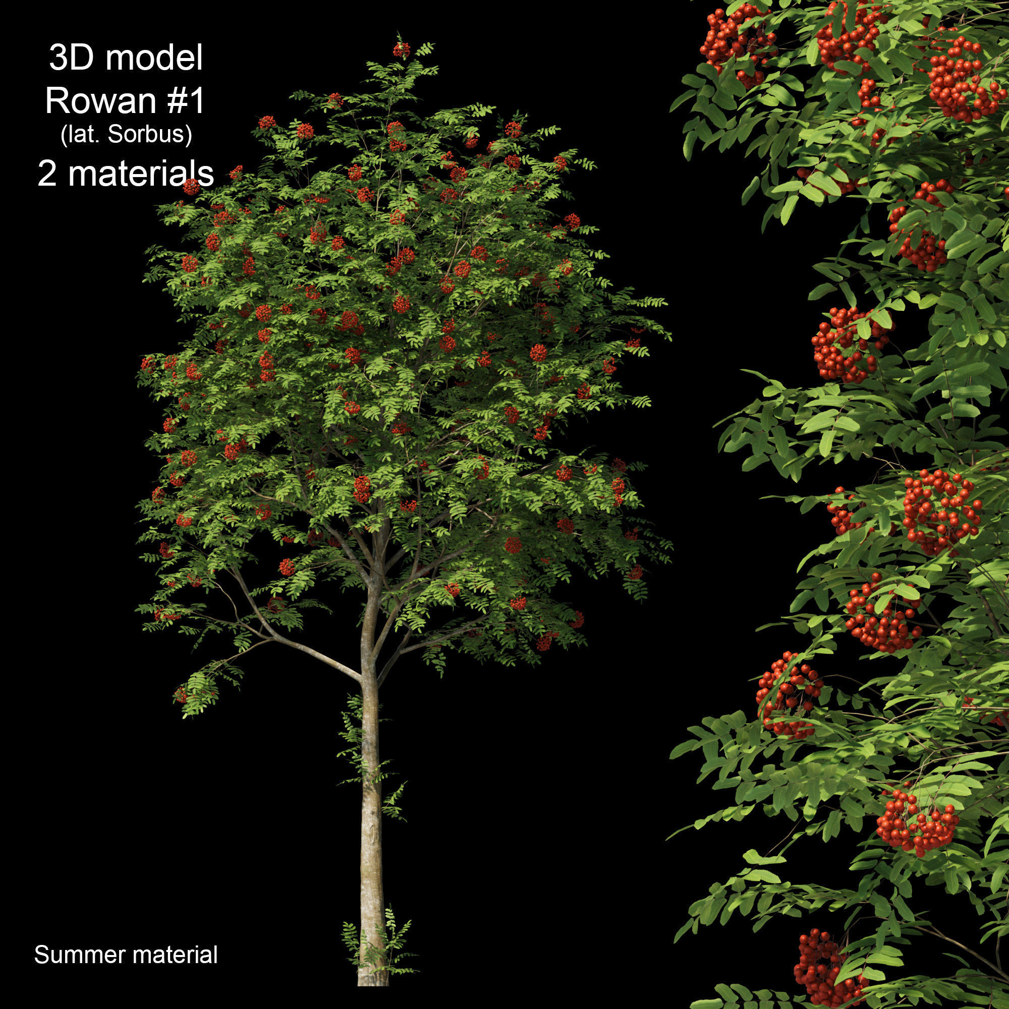 Collection Rowan 3D model | CGTrader
