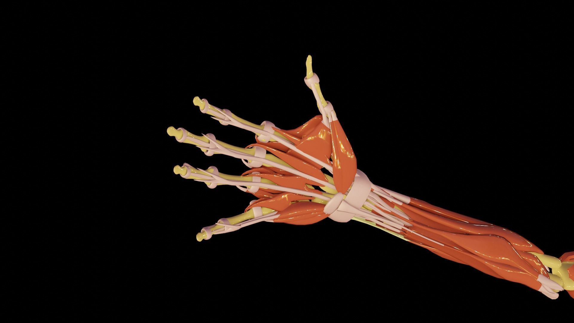 hand muscule 3D model | CGTrader