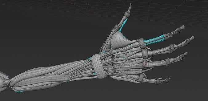 hand muscule 3D model | CGTrader