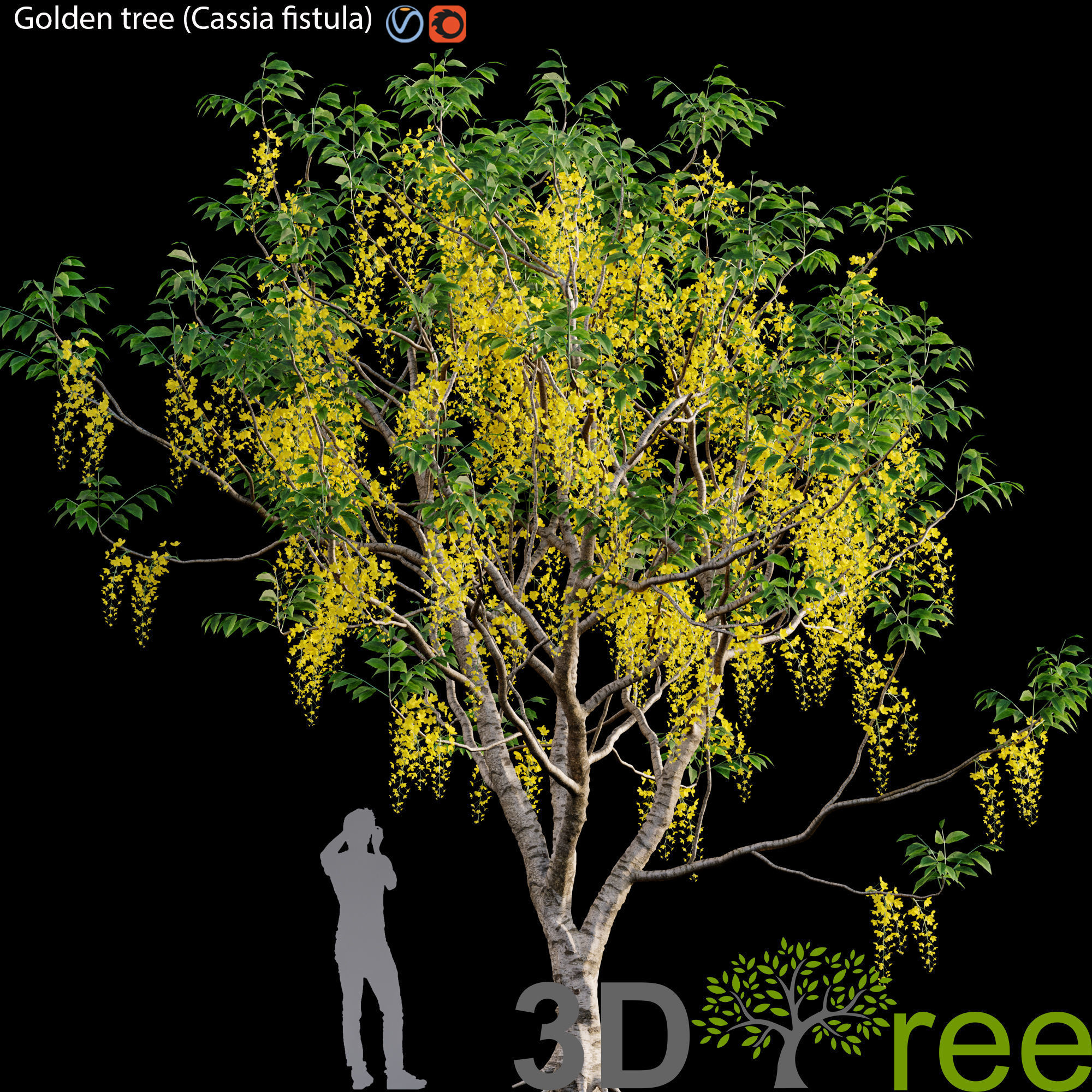 Golden tree -Cassia fistula-01 3D model | CGTrader