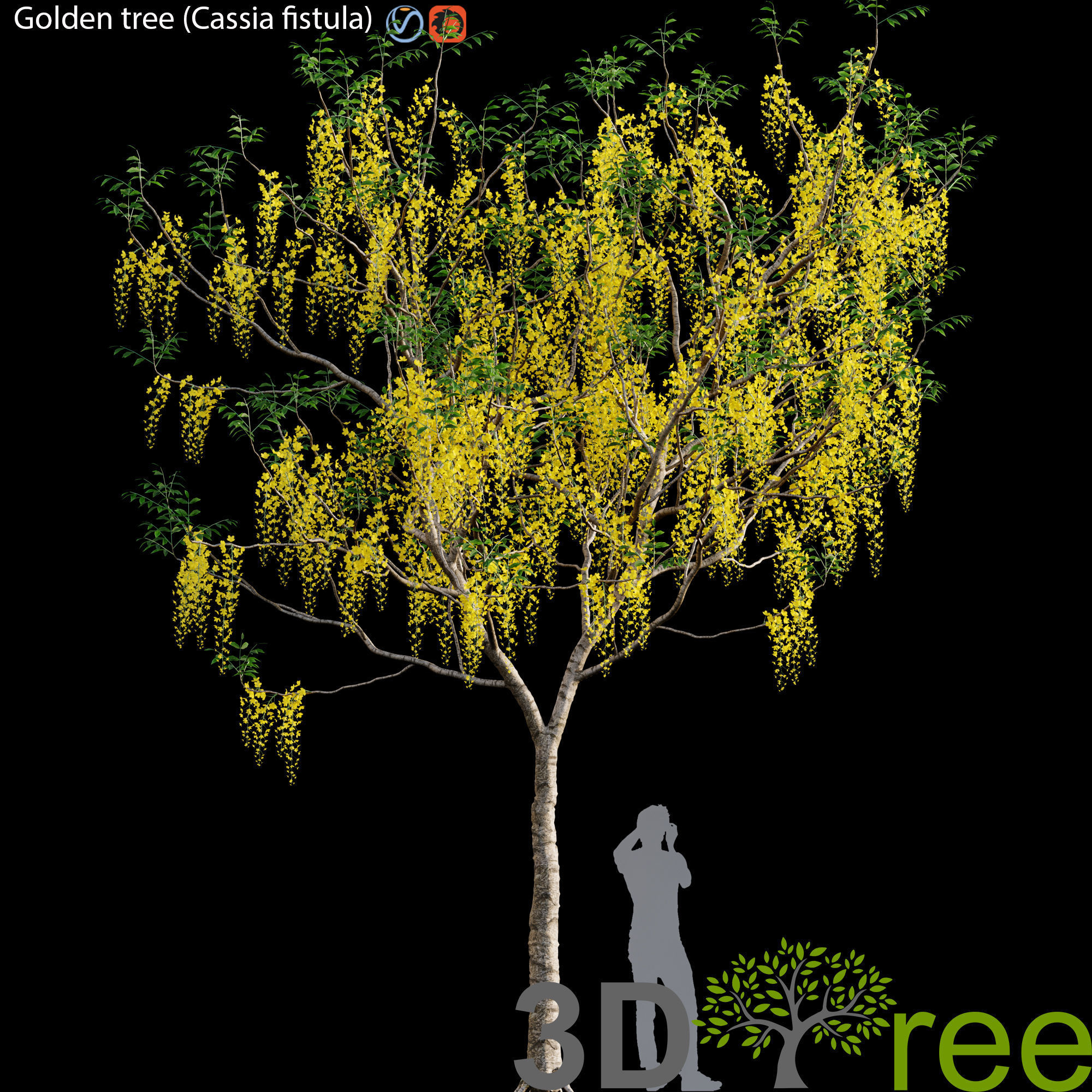 Golden tree -Cassia fistula-02 3D model | CGTrader