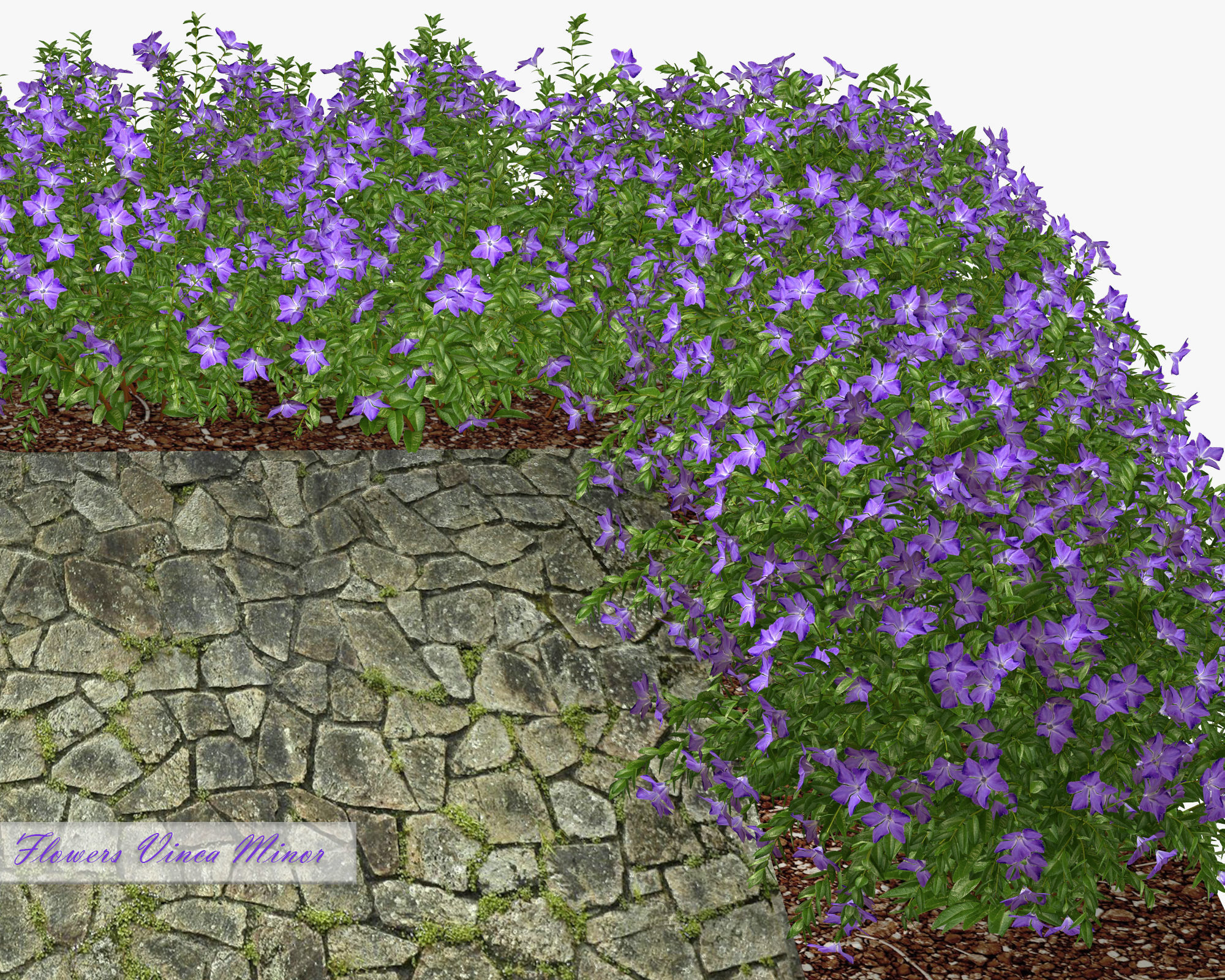 Flowers Vinca Minor 3D model | CGTrader
