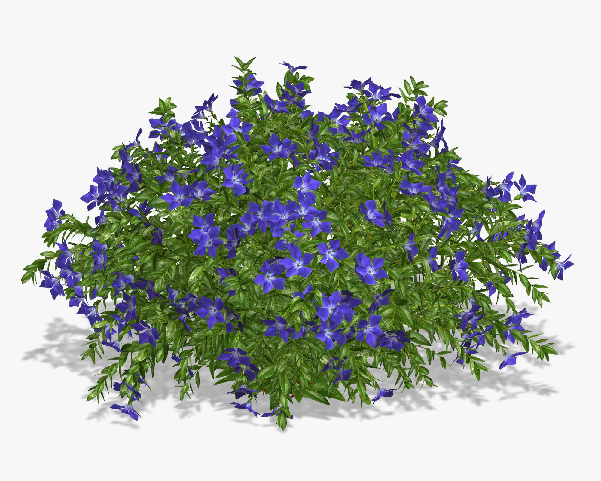 Flowers Vinca Minor 3D model | CGTrader