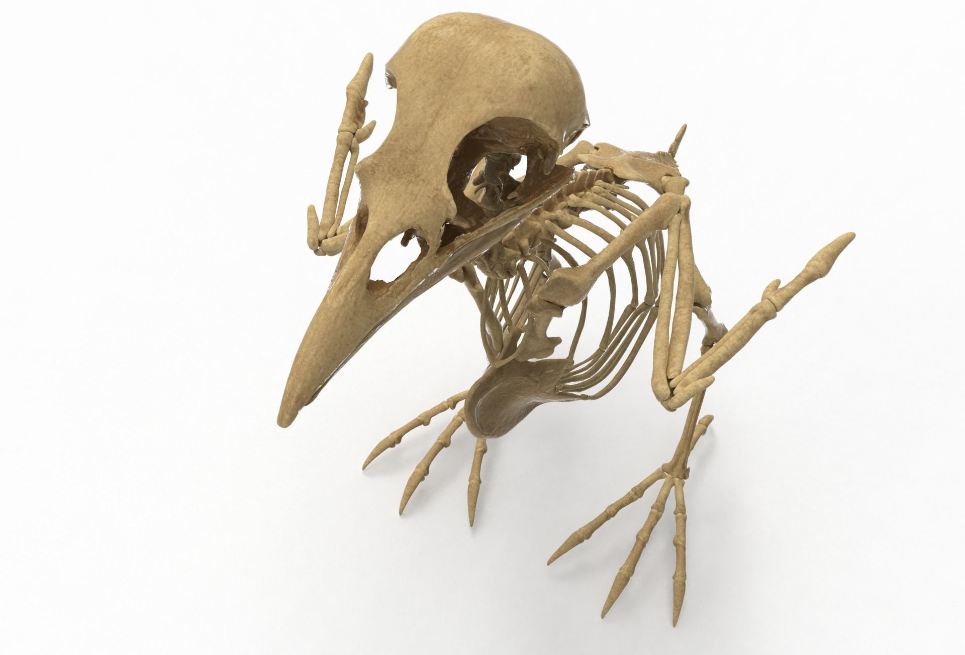 Raven skeleton 3D model | CGTrader