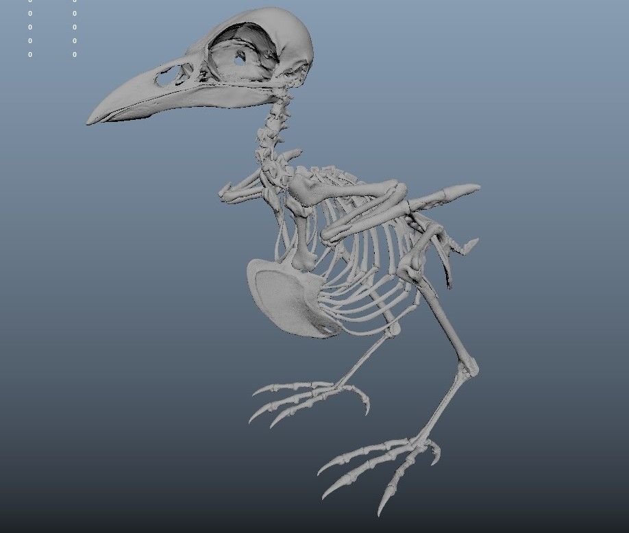 Raven skeleton 3D model | CGTrader
