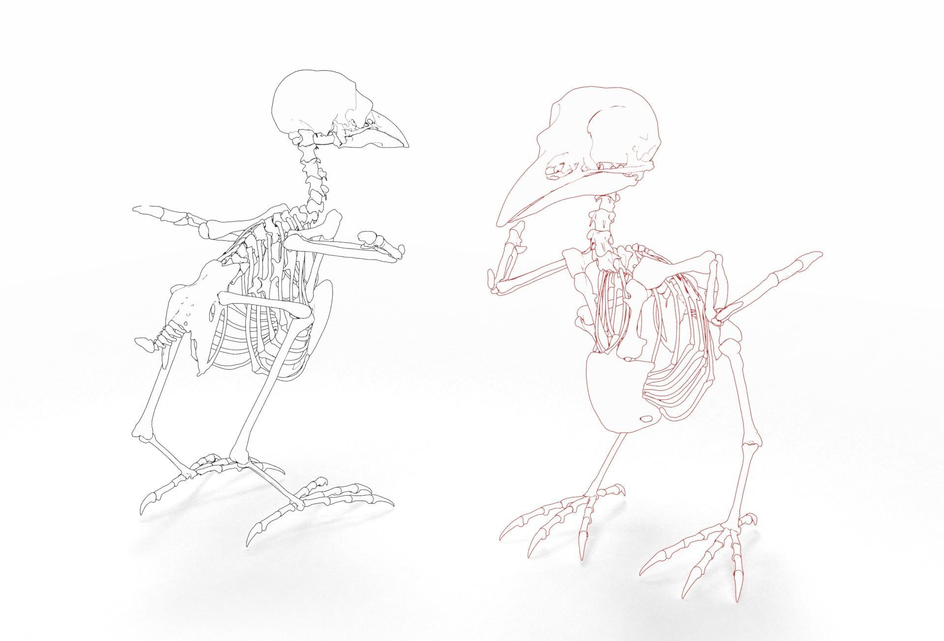 Raven skeleton 3D model | CGTrader