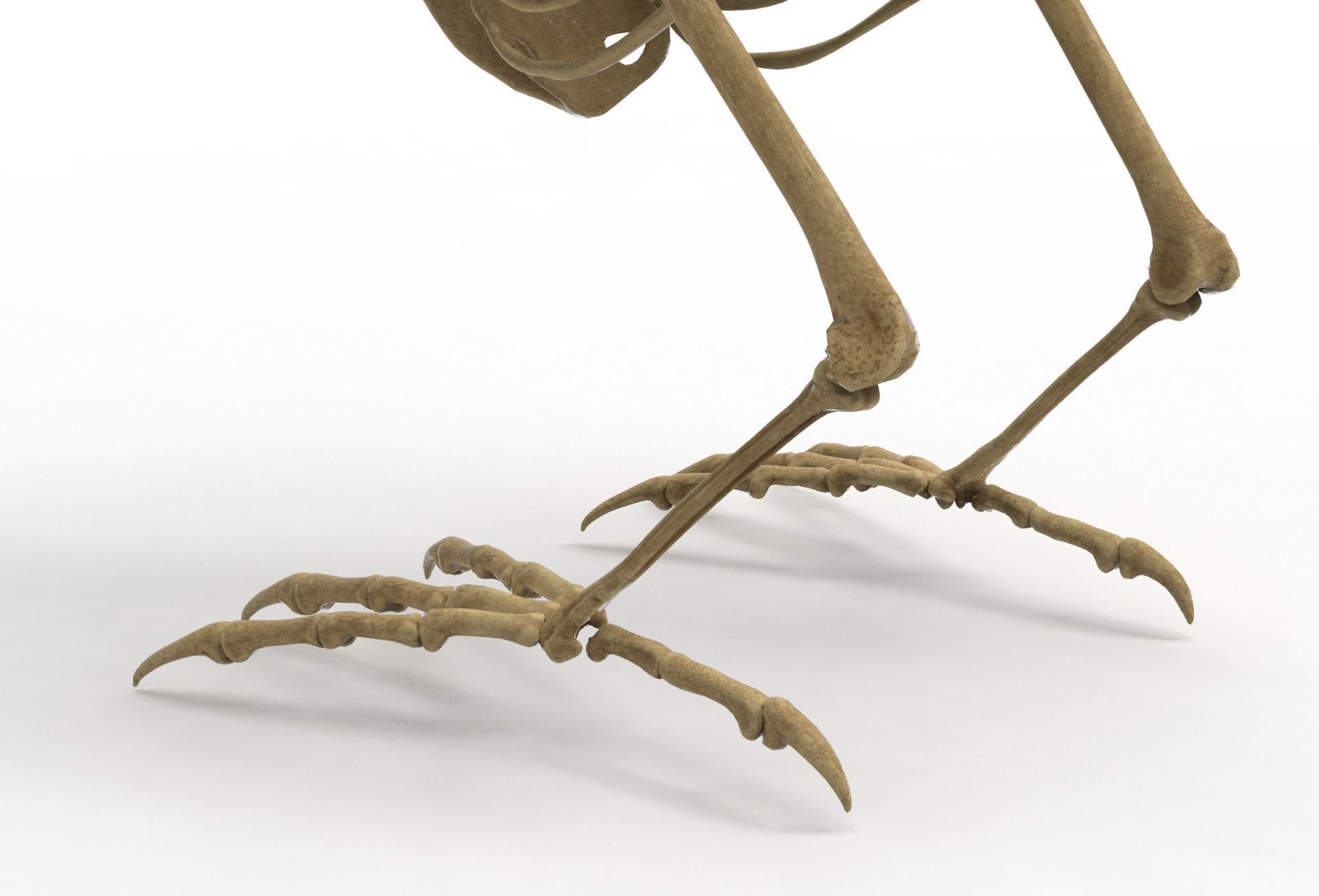 Raven skeleton 3D model | CGTrader