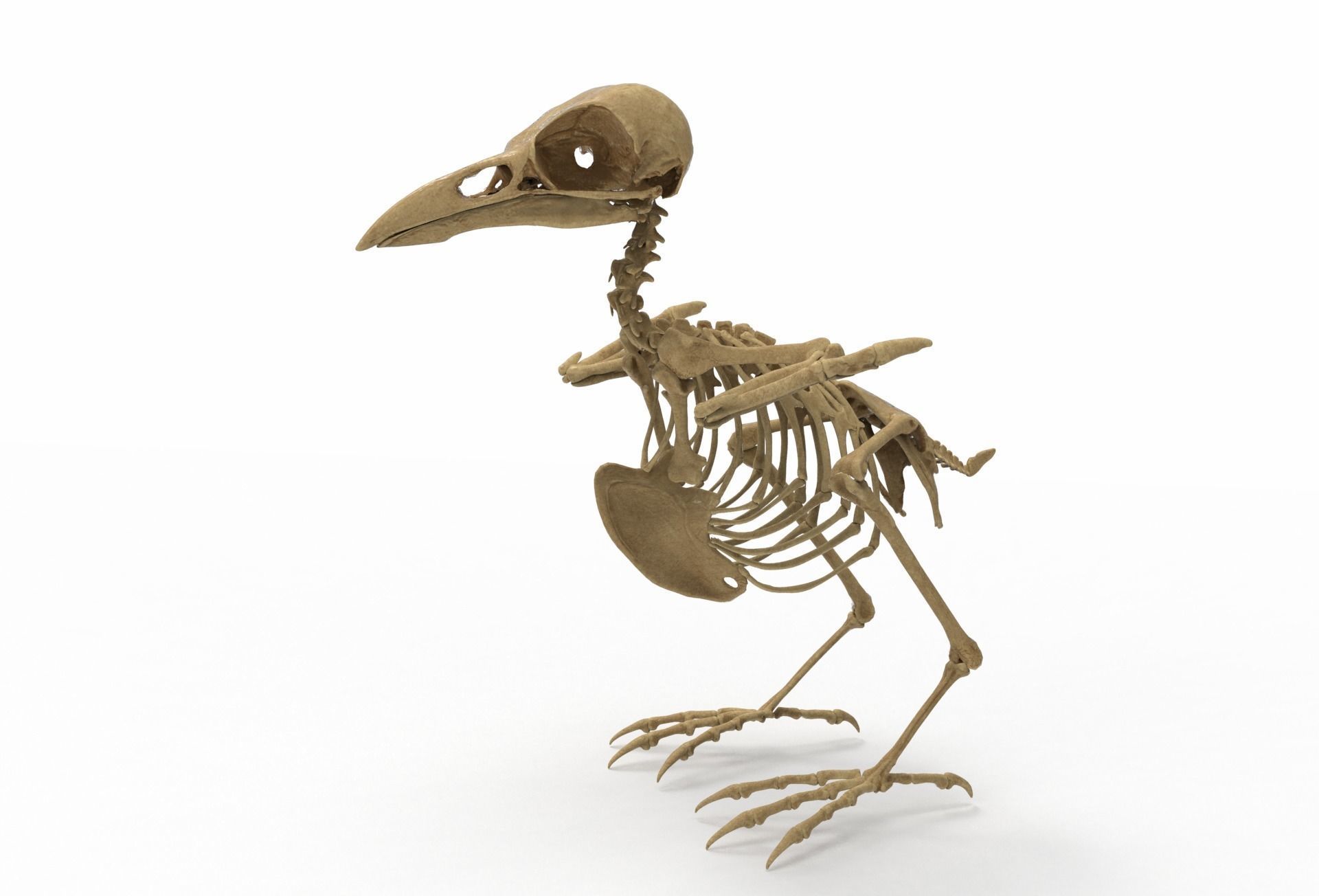 Raven skeleton 3D model | CGTrader