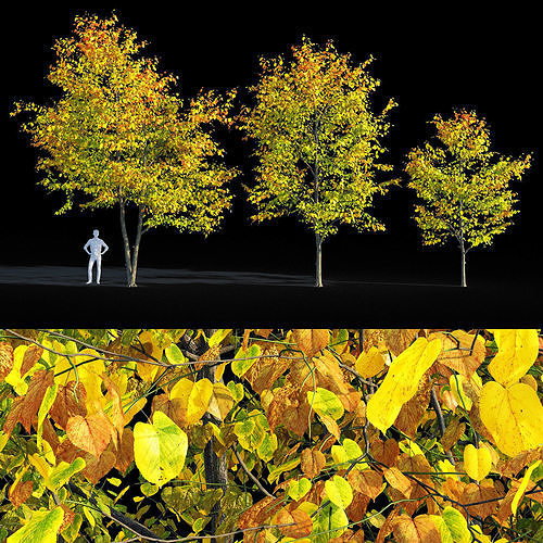 Linden tree autumn 3D model | CGTrader