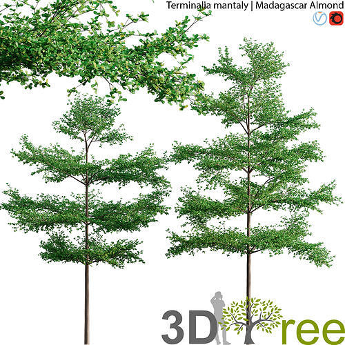 Terminalia mantaly - Madagascar Almond 3D model | CGTrader