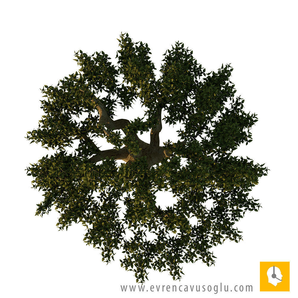 2D High Resolution Trees with PSD free Texture | CGTrader