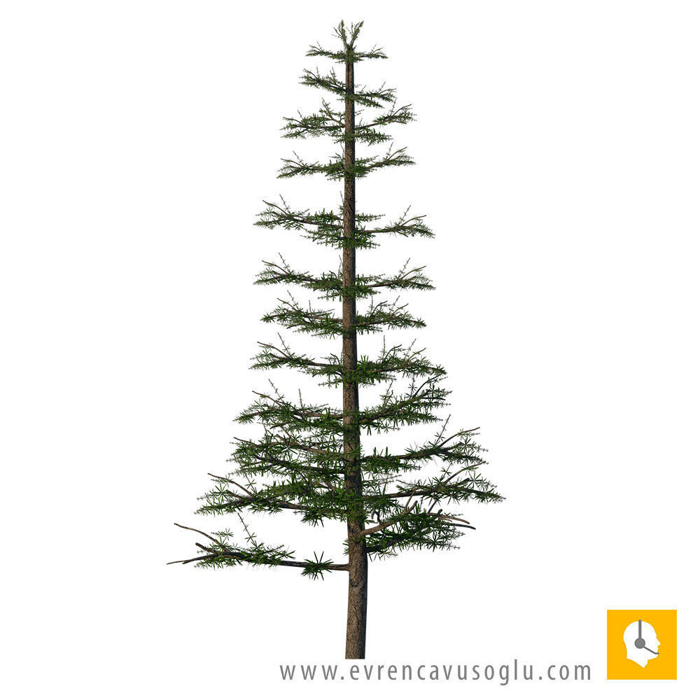 2D High Resolution Trees with PSD free Texture | CGTrader