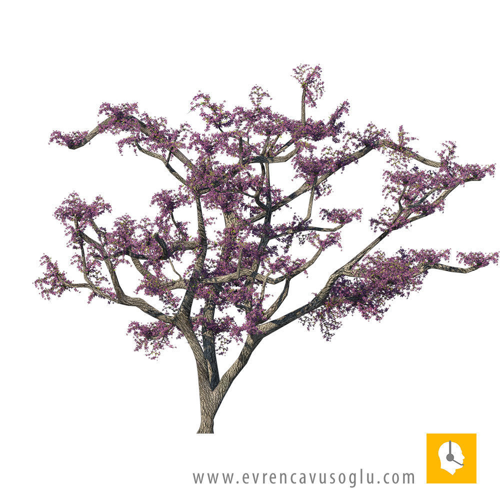 2D High Resolution Trees with PSD free Texture | CGTrader