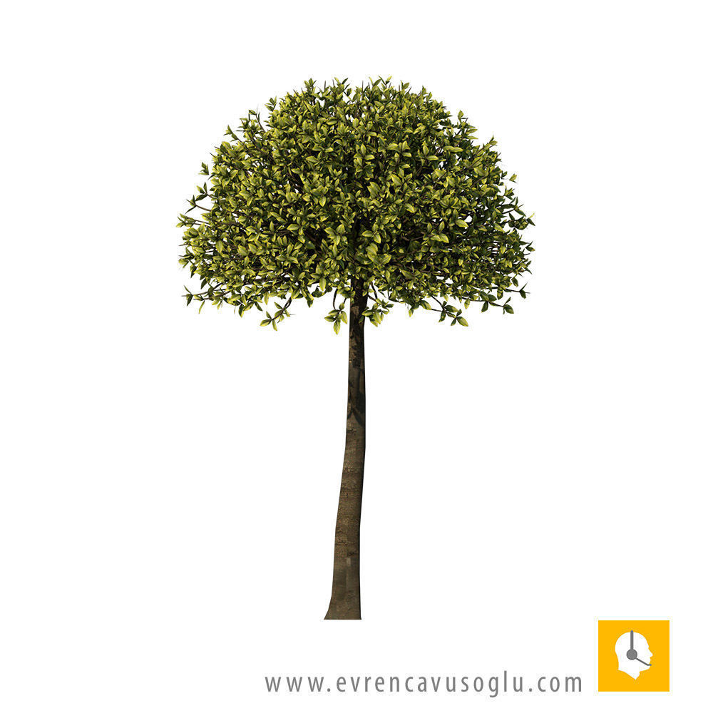 2D High Resolution Trees with PSD free Texture | CGTrader