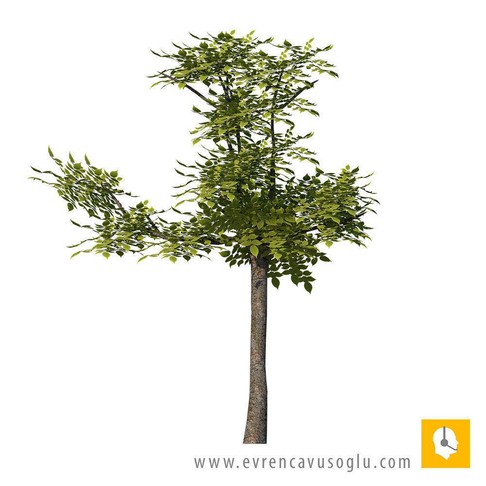 2D High Resolution Trees with PSD free Texture | CGTrader
