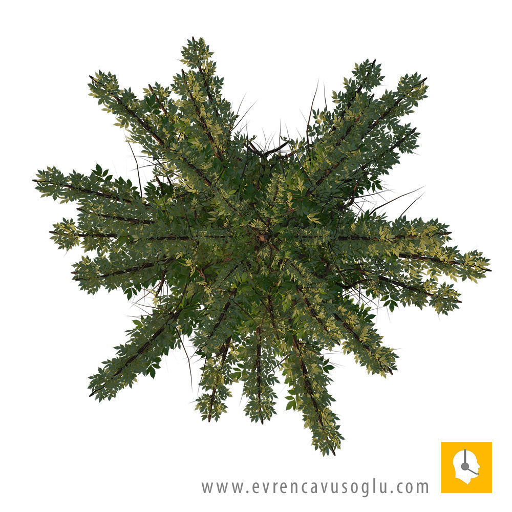 2D High Resolution Trees with PSD free Texture | CGTrader