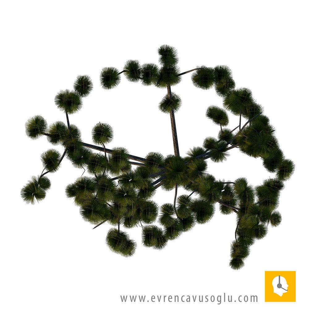 2D High Resolution Trees with PSD free Texture | CGTrader