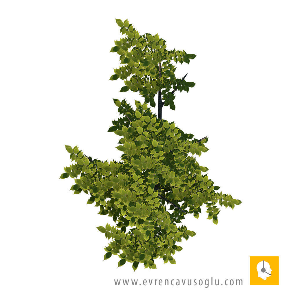 Sketchup Tree 02 free 3D model | CGTrader