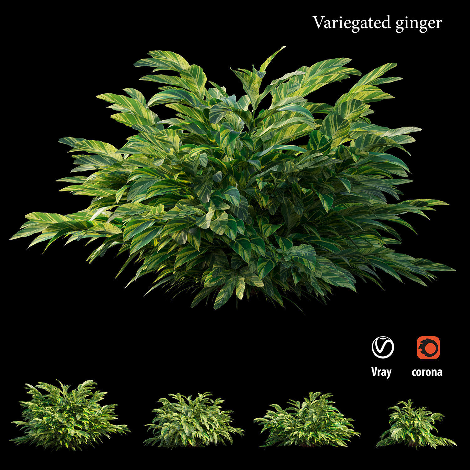 Variegated ginger animation 3D model animated | CGTrader