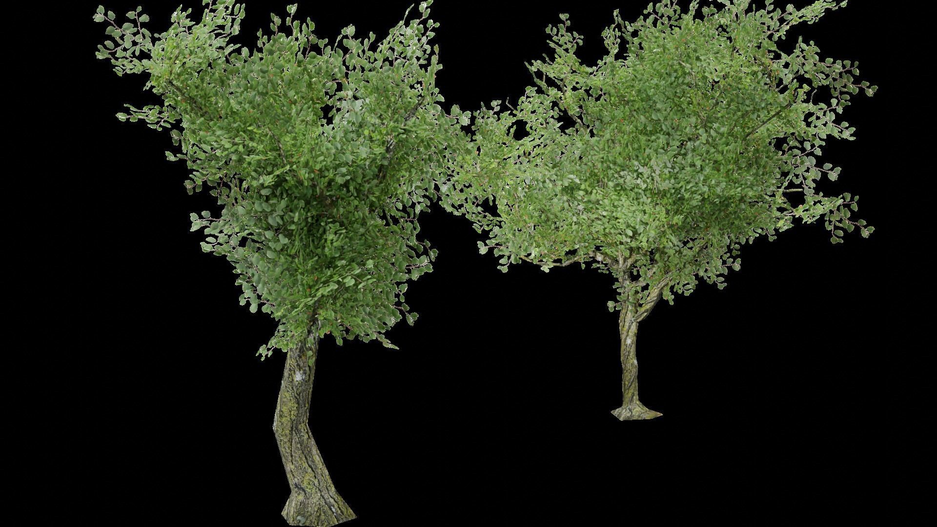 Simple Trees free 3D model BLEND