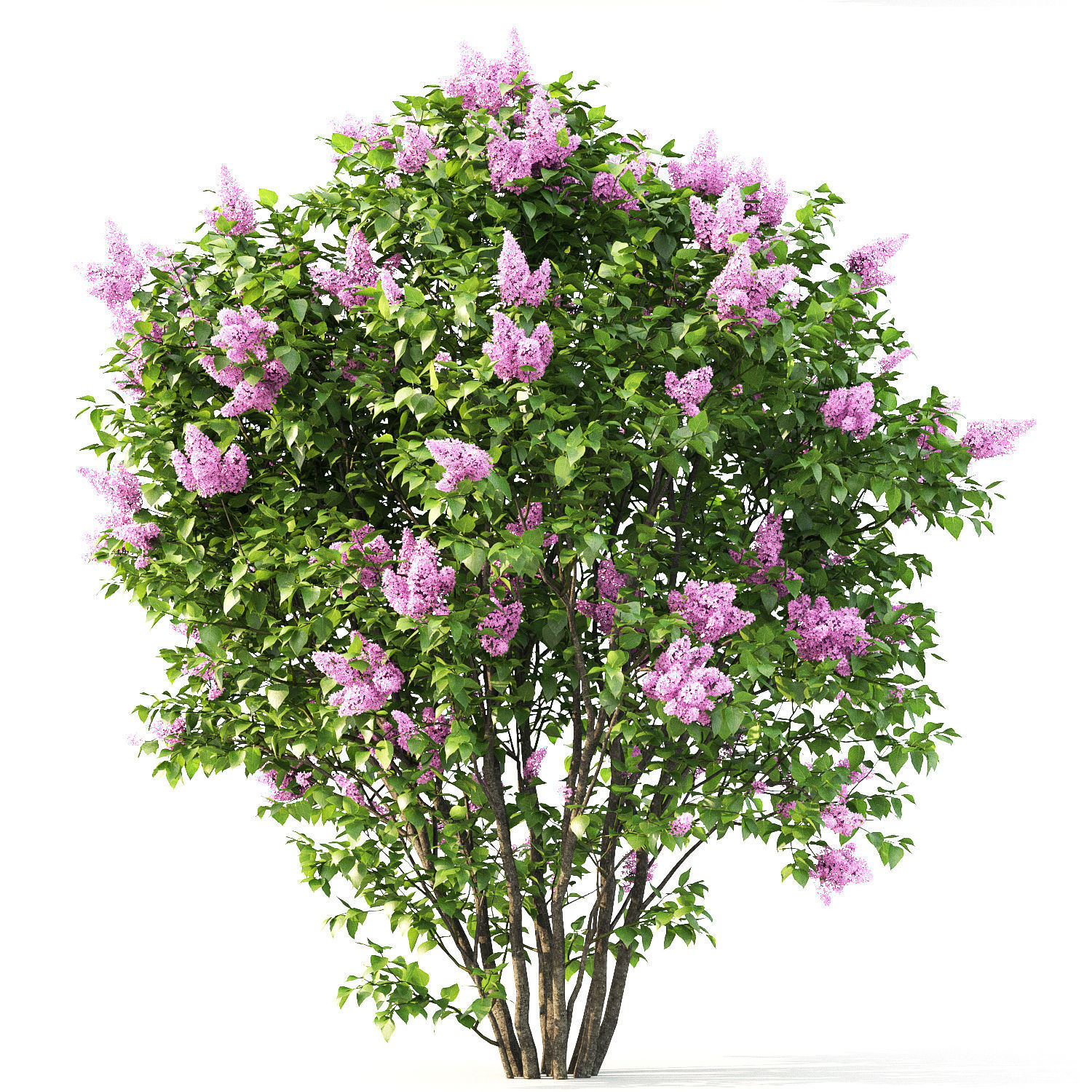 Lilac 01 3D model | CGTrader