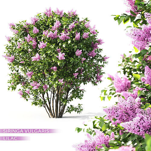 Lilac 01 3D model | CGTrader