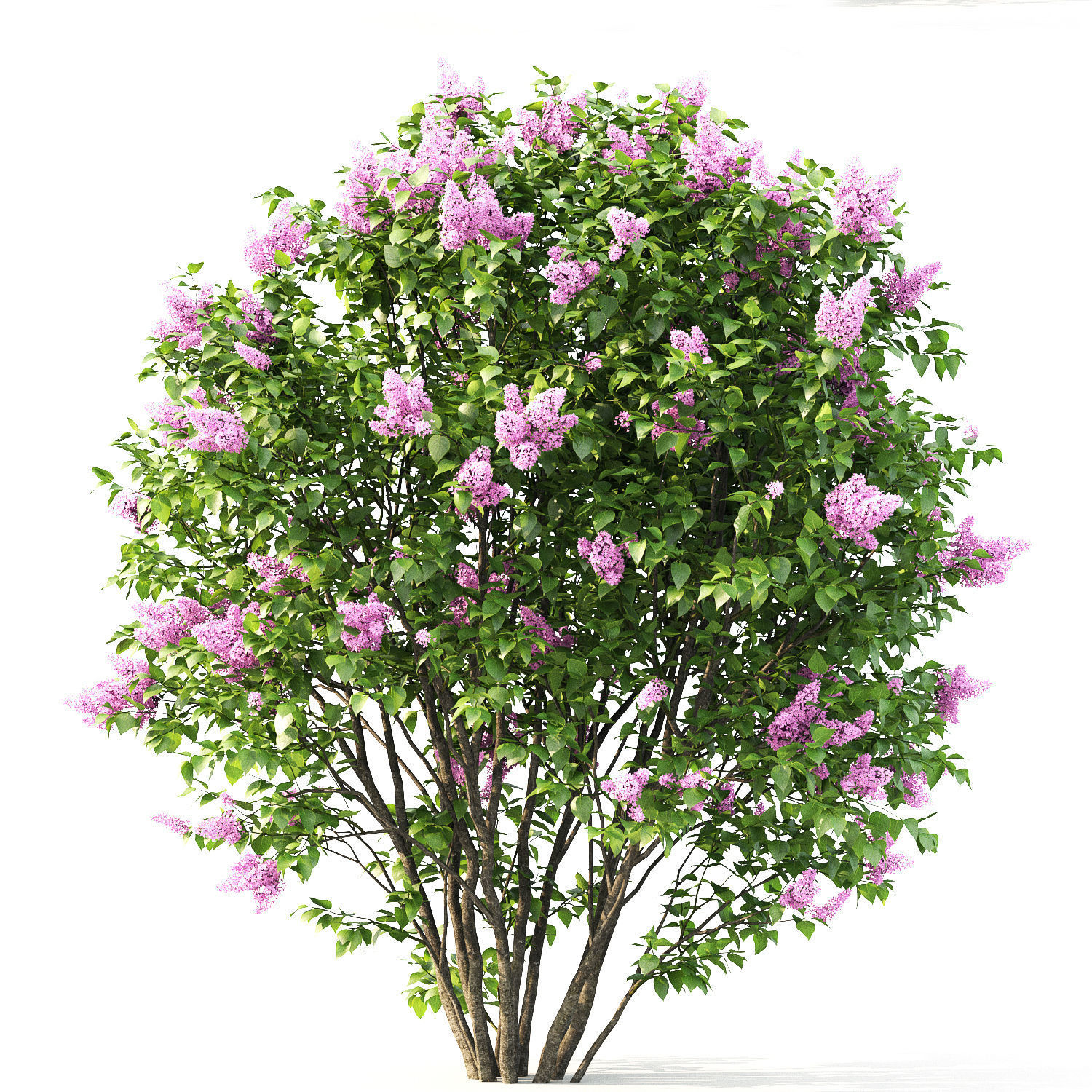 Lilac 01 3D model | CGTrader