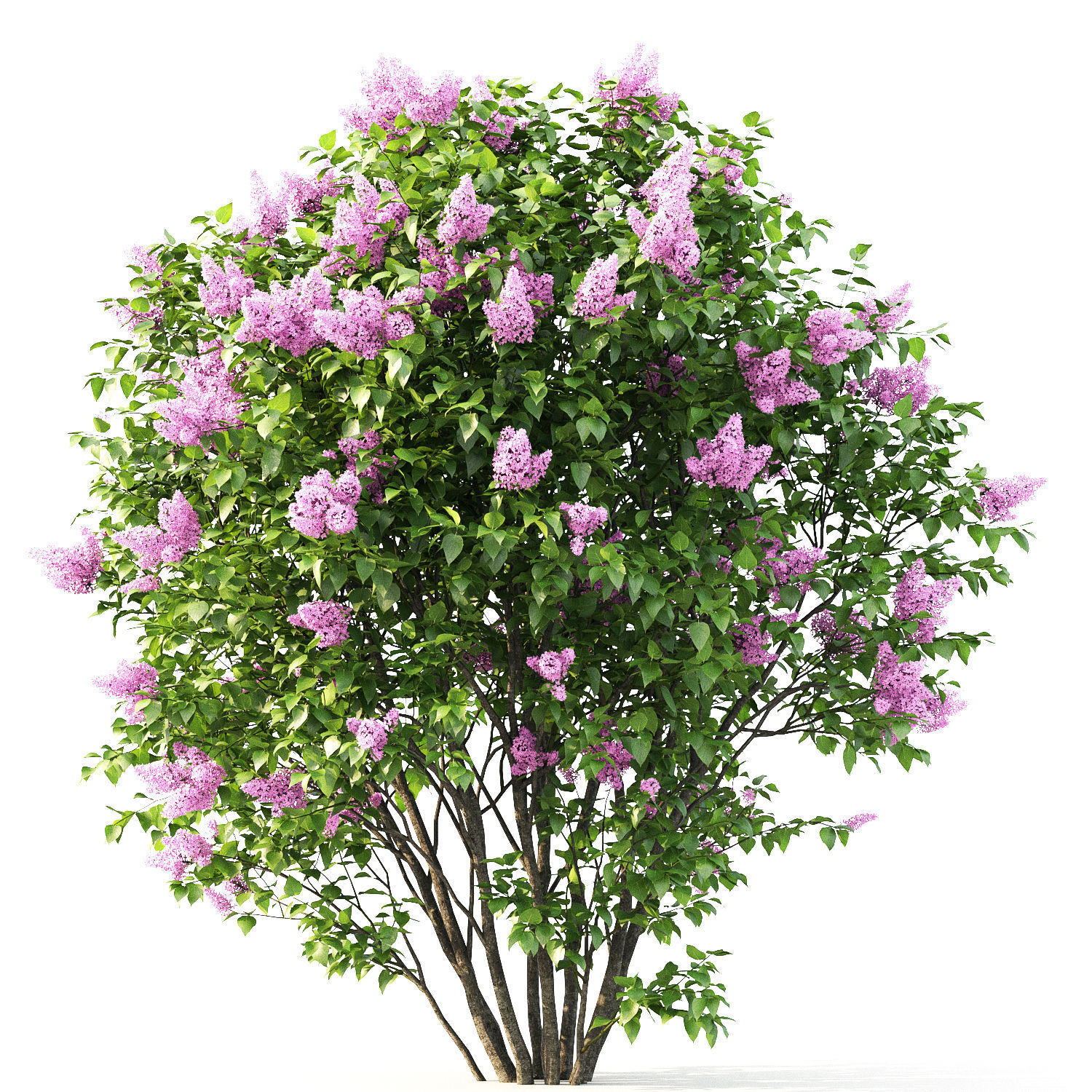 Lilac 01 3D model | CGTrader