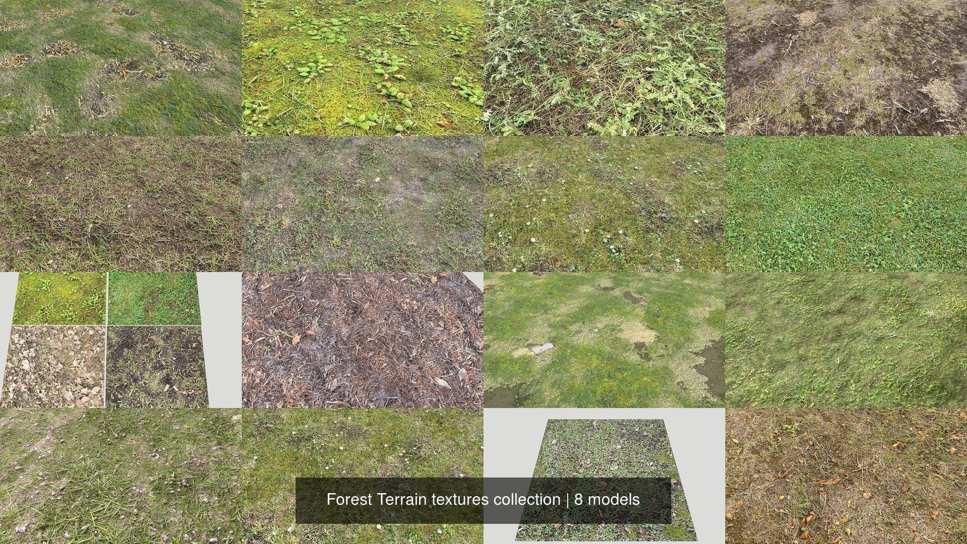 Forest Terrain textures collection | CGTrader