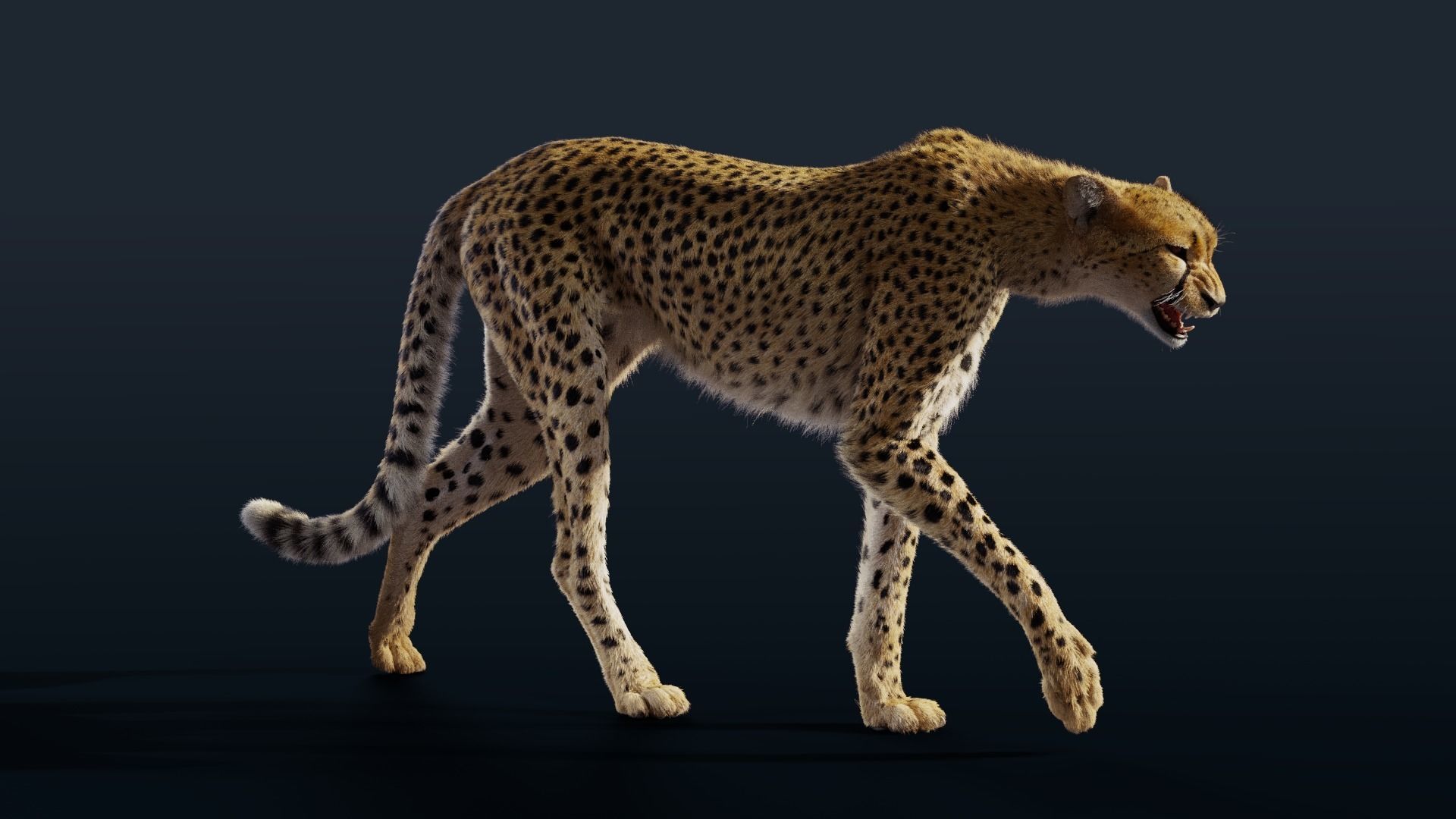 Cheetah Animated 3D model animated rigged | CGTrader