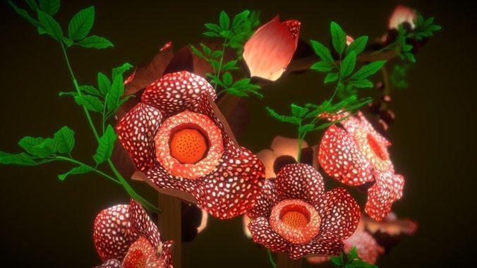 3D model Flower Rafflesia arnoldii VR / AR / low-poly | CGTrader