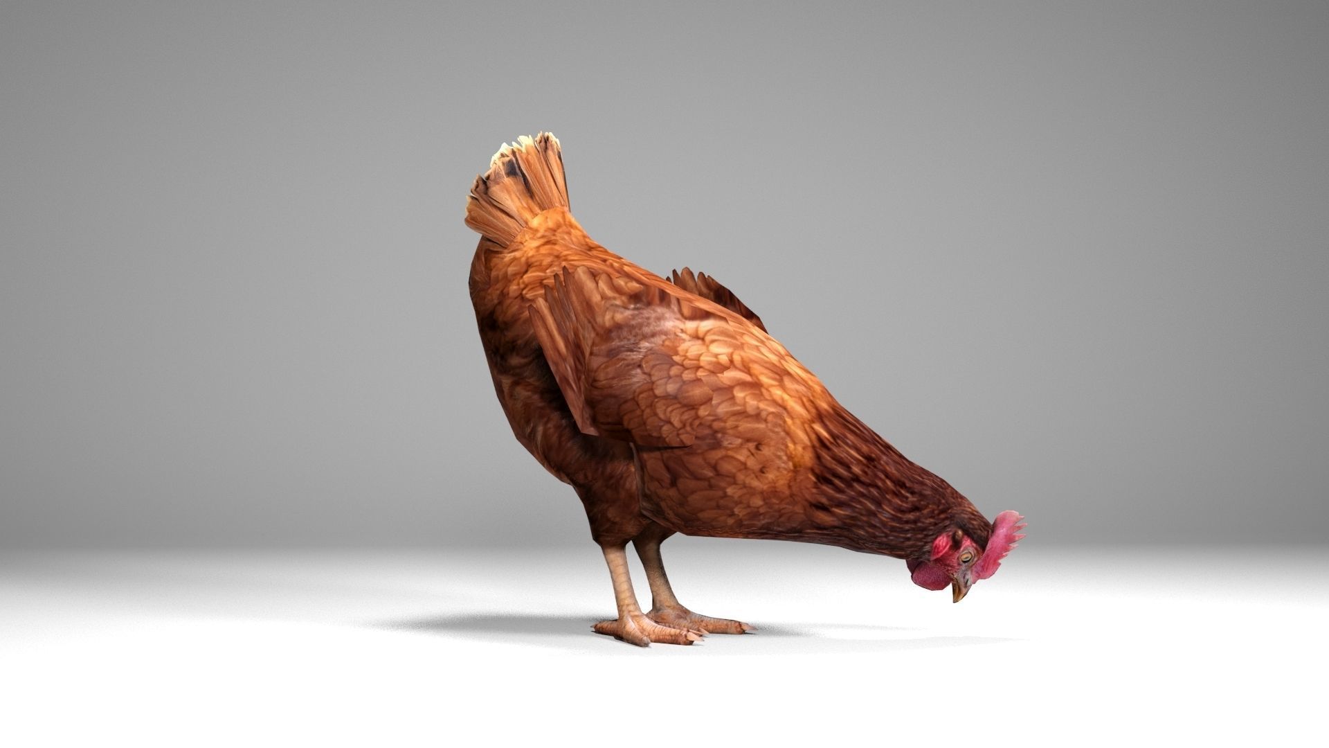 3D model Chicken VR / AR / low-poly rigged animated | CGTrader