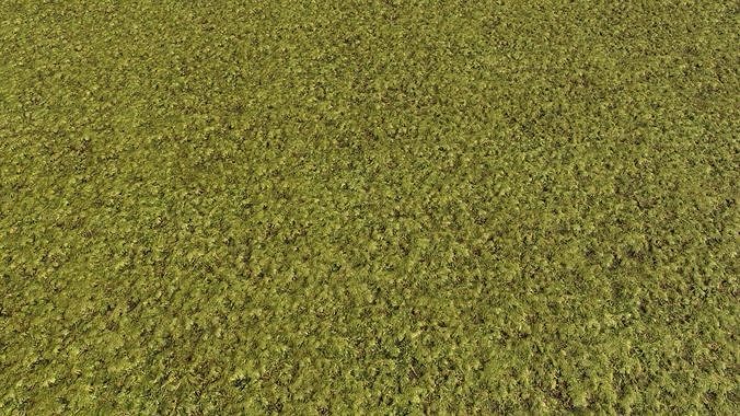 Moss Pack 1 Texture | CGTrader