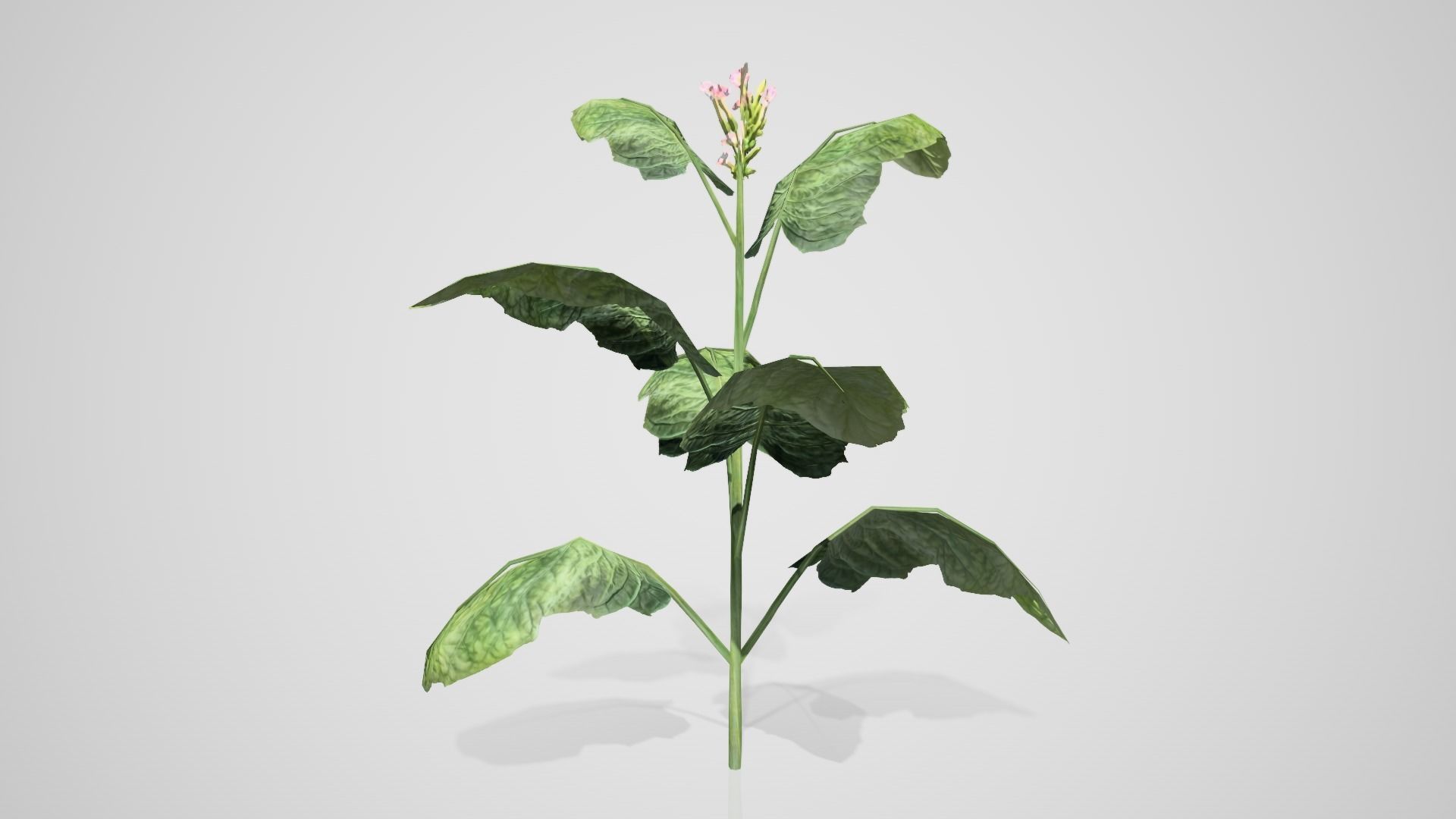 3D model Tobacco plant VR / AR / low-poly | CGTrader