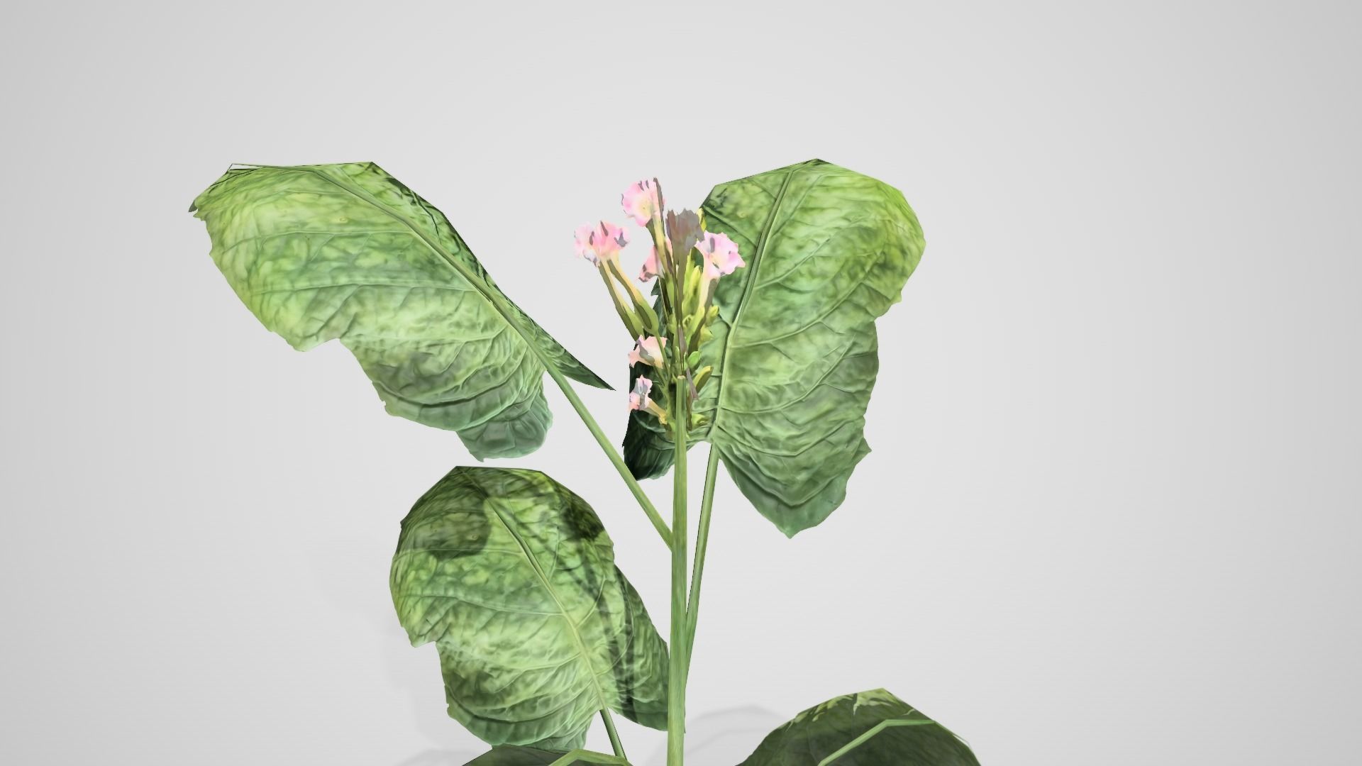 3D model Tobacco plant VR / AR / low-poly | CGTrader