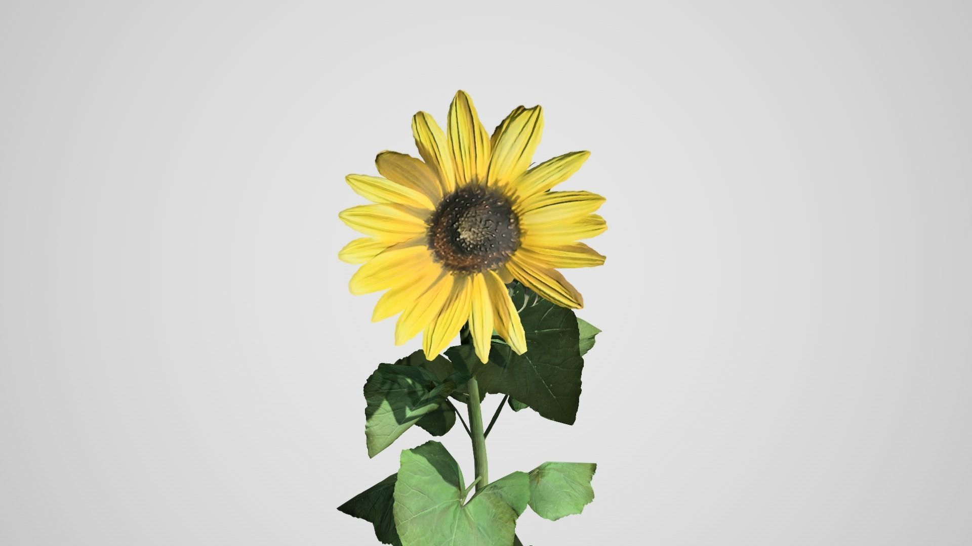 3D model Sunflower VR / AR / low-poly | CGTrader