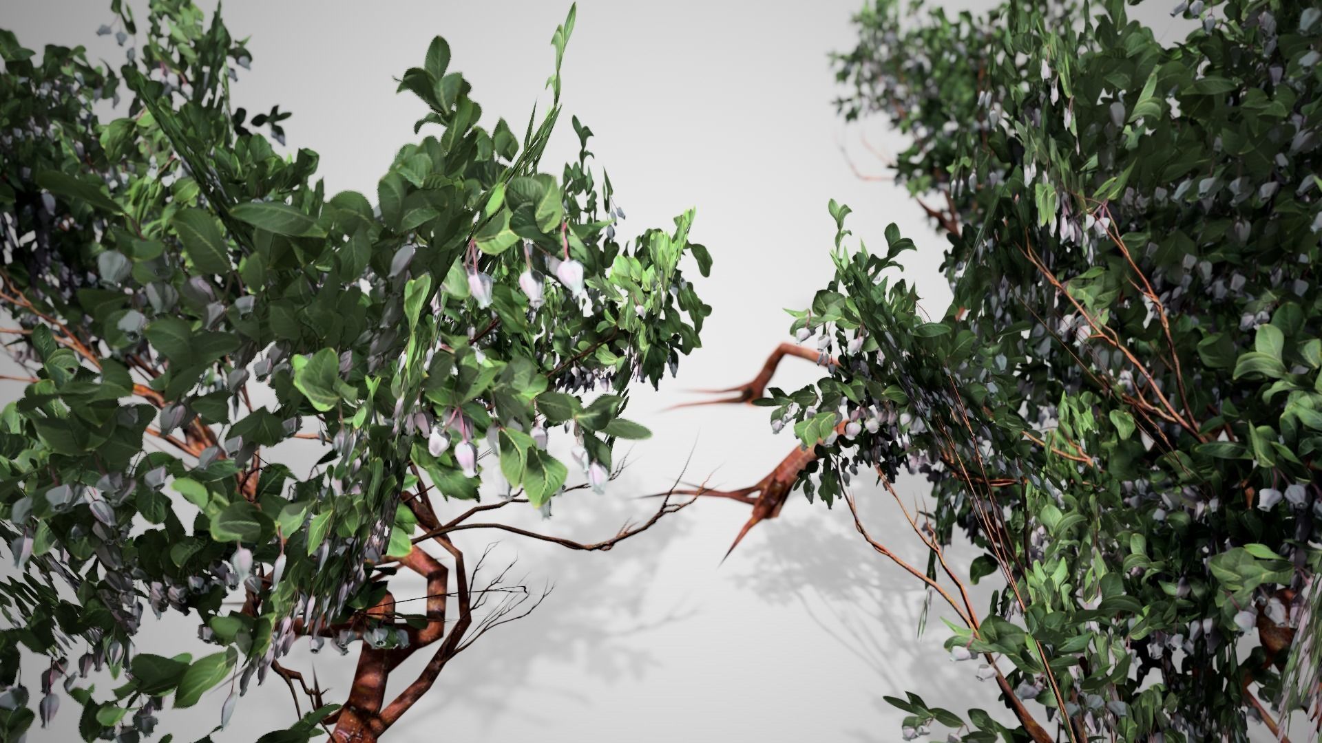 3D model Greenleaf Manzanita bush VR / AR / low-poly | CGTrader
