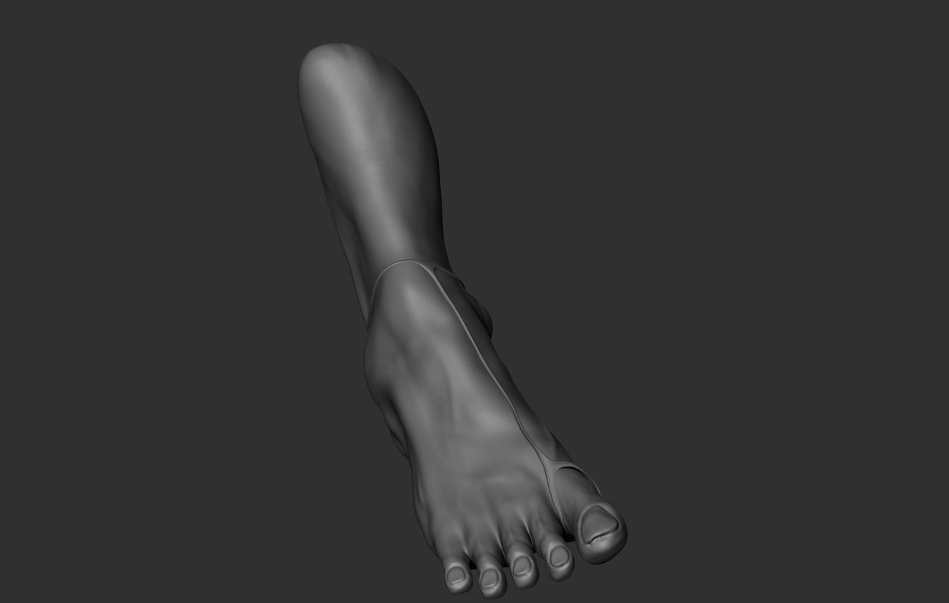 Female Foot Sculpt 3D model | CGTrader