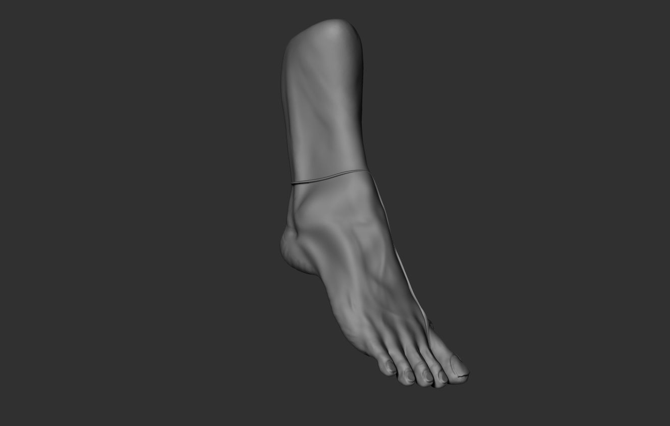 Female Foot Sculpt 3D model | CGTrader